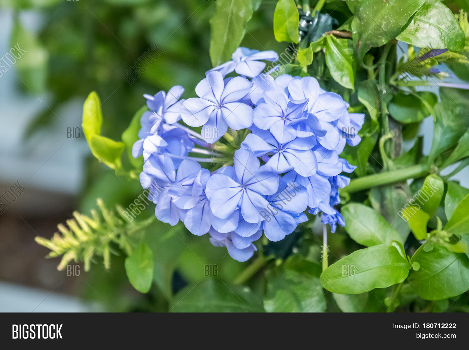 Plumbago Flower Purple Image & Photo (Free Trial) | Bigstock