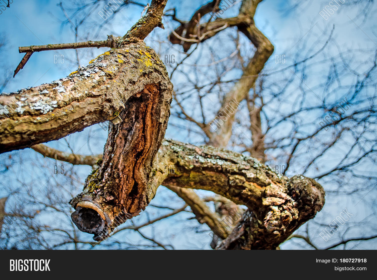 Old Branch Oak Close- Image & Photo (Free Trial) | Bigstock