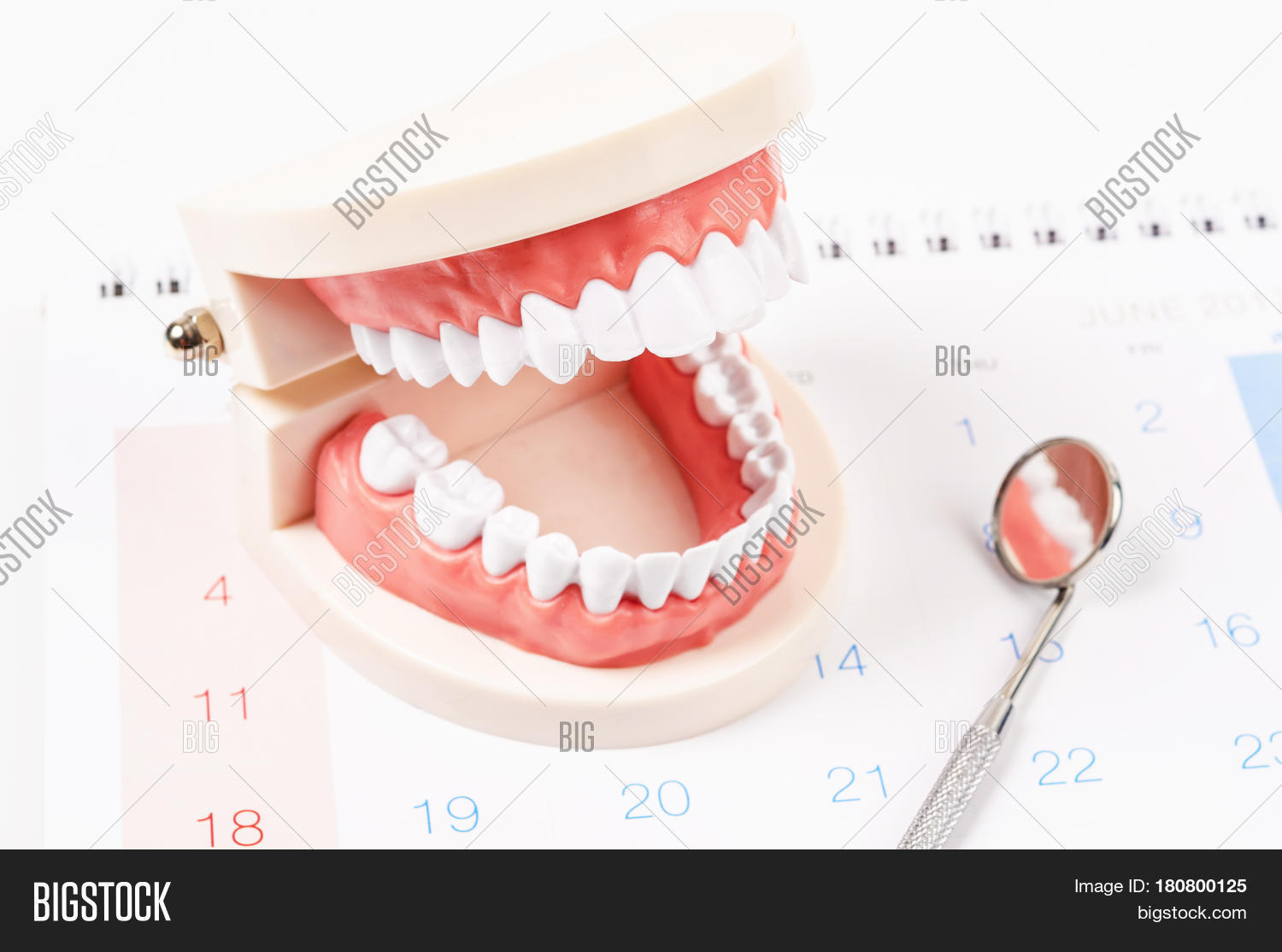 White Teeth Model Image & Photo (Free Trial) | Bigstock