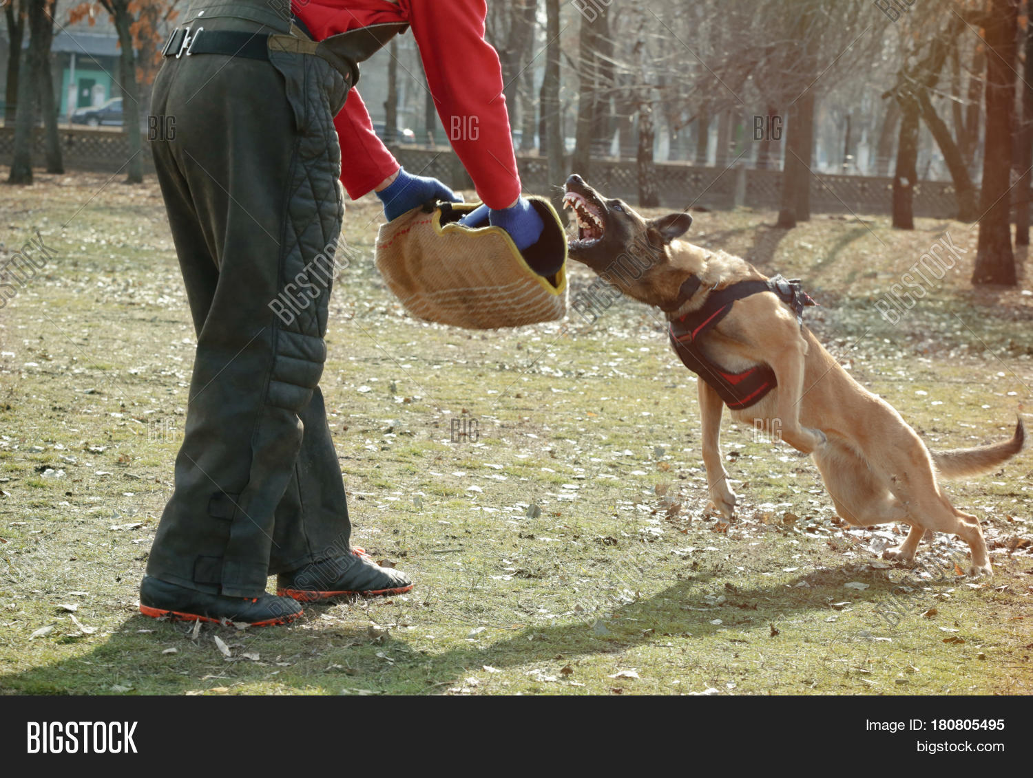 Training Working Dog Image & Photo (Free Trial) | Bigstock