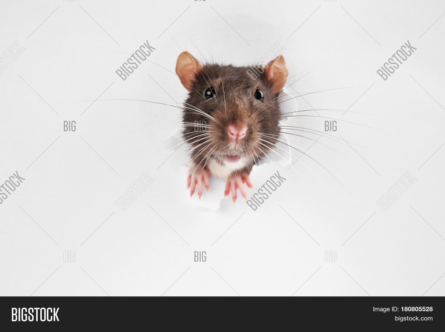 Cute Funny Rat Looking Image & Photo (Free Trial) | Bigstock