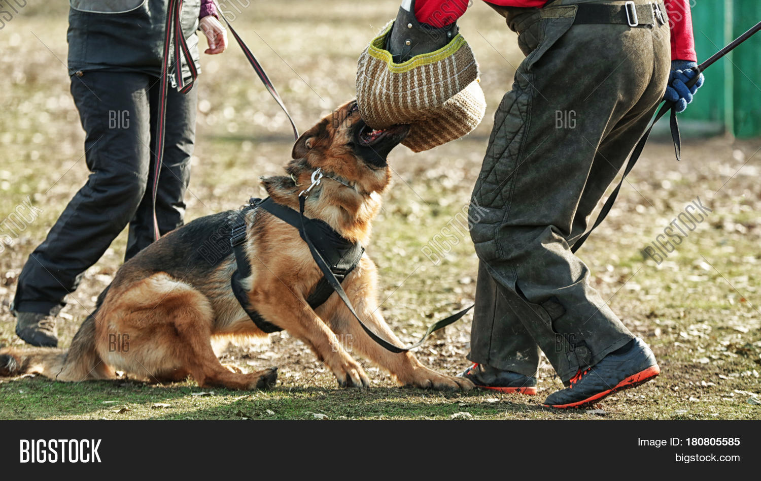 Training Working Dog Image & Photo (Free Trial) | Bigstock