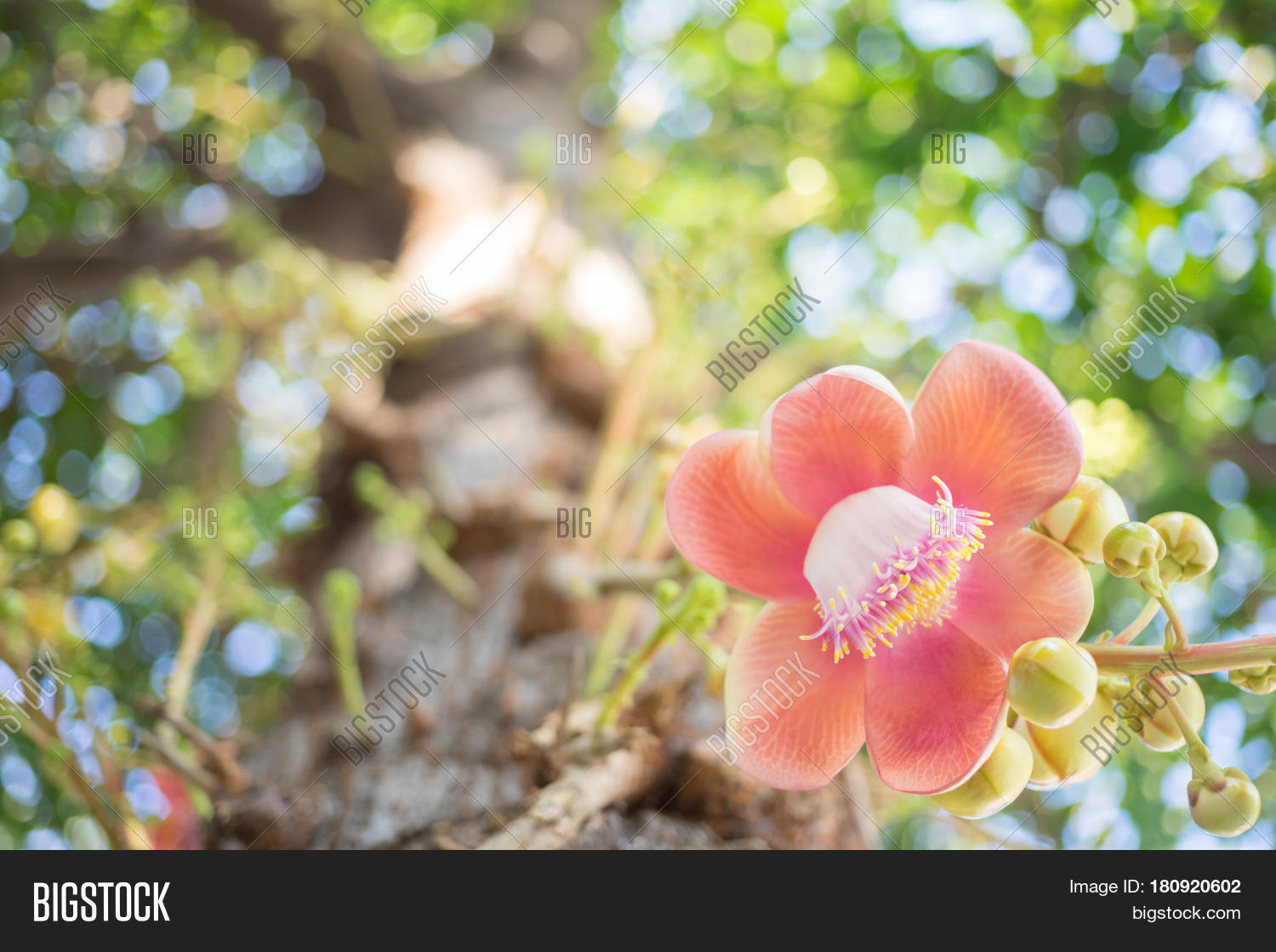 Shorea Robusta Known Image & Photo (Free Trial) | Bigstock