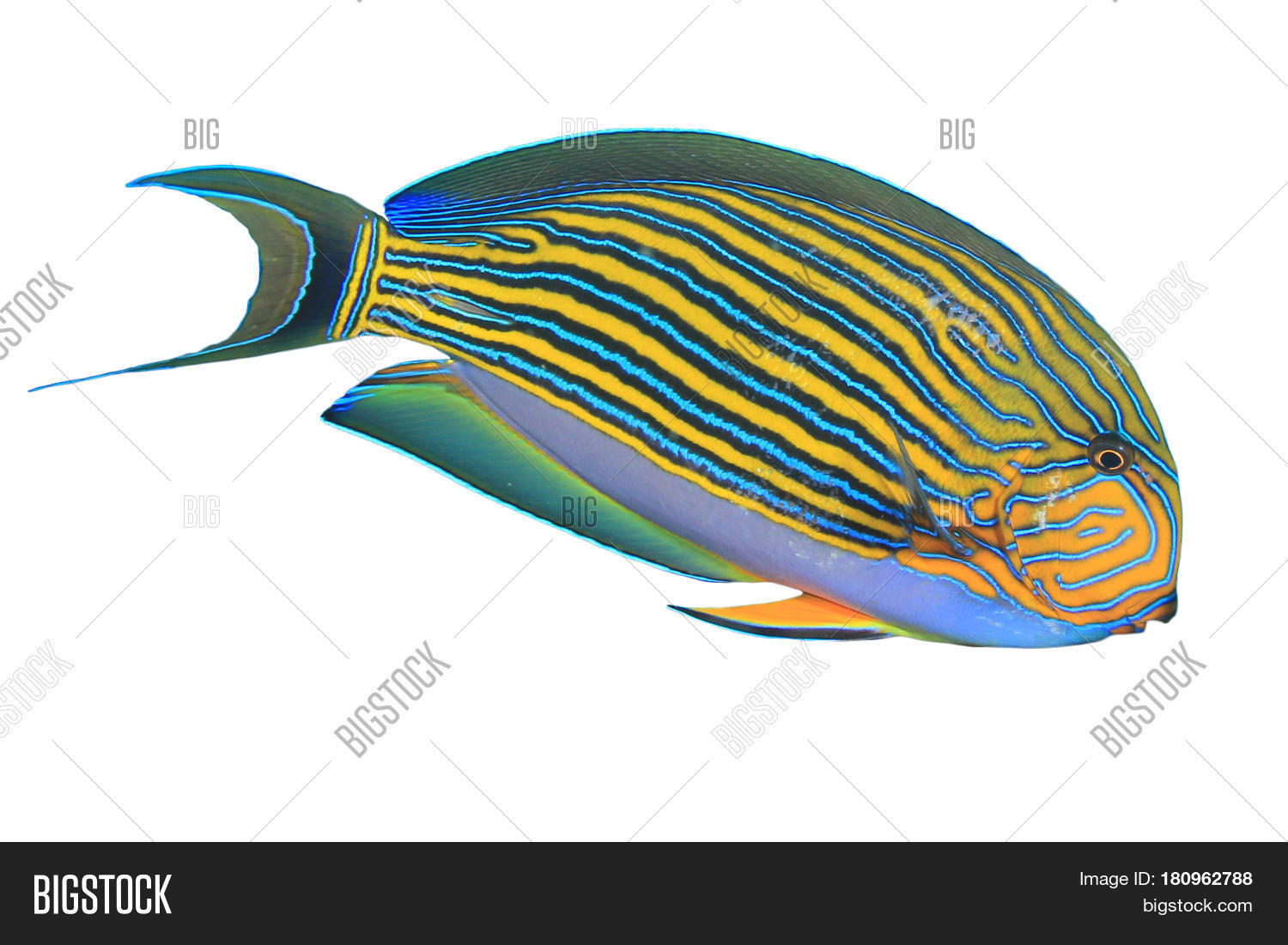Striped Surgeonfish Image & Photo (Free Trial) | Bigstock