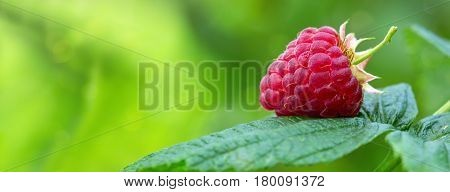 Raspberries. Growing Image & Photo (Free Trial) | Bigstock