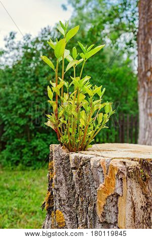 Young Tree Growing Old Image & Photo (Free Trial) | Bigstock