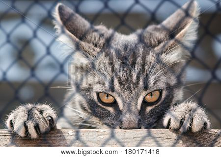 Offended Cat Guilty Image & Photo (Free Trial) | Bigstock