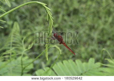 Dragonflies Predators Image & Photo (Free Trial) | Bigstock