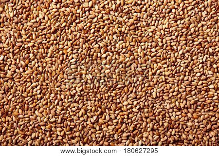 Sesame Seeds Texture Image & Photo (Free Trial) | Bigstock