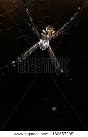 Genus Argiope Includes Image & Photo (Free Trial) | Bigstock