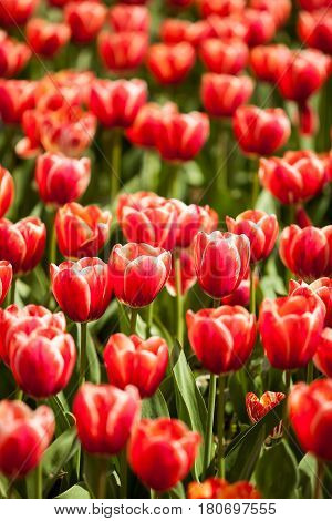 Red Tulips Field Worm Image & Photo (Free Trial) | Bigstock
