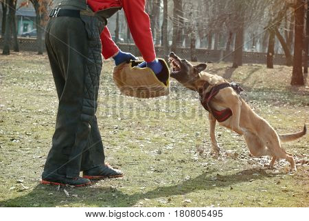 Training Working Dog Image & Photo (Free Trial) | Bigstock