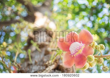 Shorea Robusta Known Image & Photo (Free Trial) | Bigstock