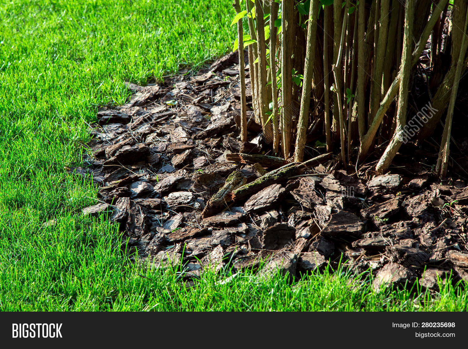 Mulching Bark Tree Image & Photo (Free Trial) | Bigstock
