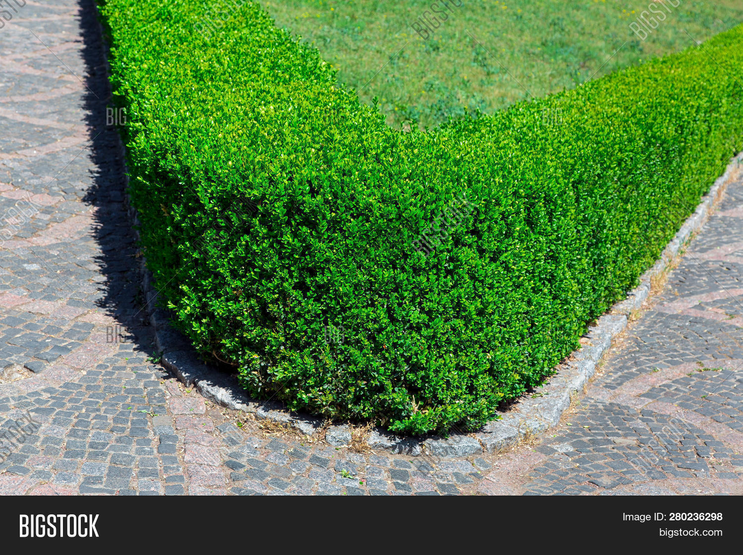 Hedge Walkway Image & Photo (Free Trial) | Bigstock