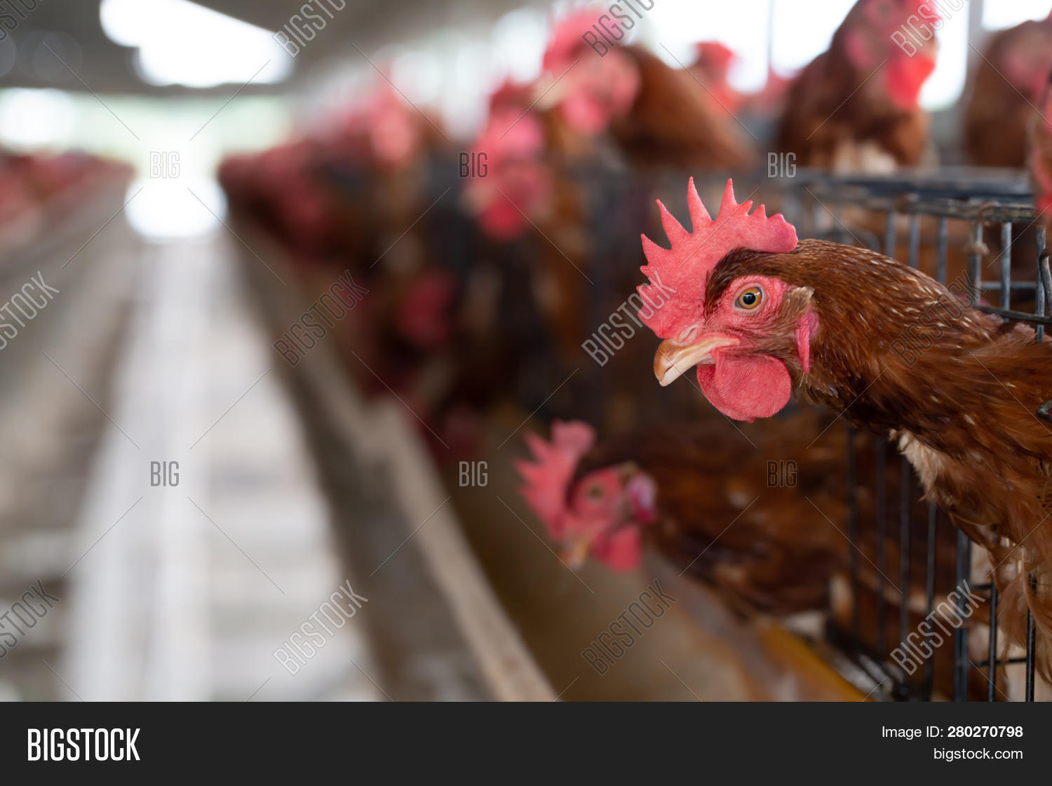 Chicken Factory, Hens Image & Photo (Free Trial) | Bigstock