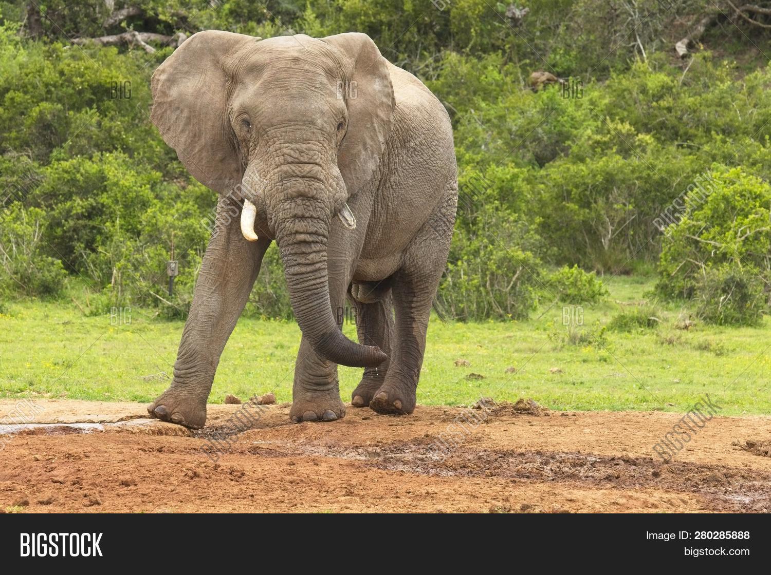 Large Male Elephant Image & Photo (Free Trial) | Bigstock