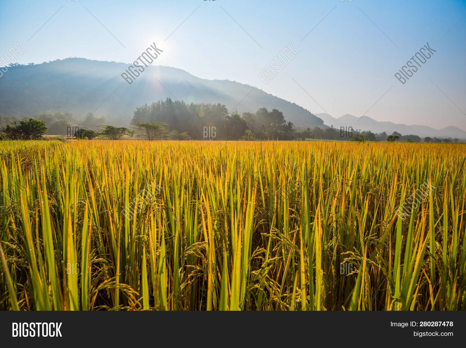 Yellow Rice Field / Image & Photo (Free Trial) | Bigstock