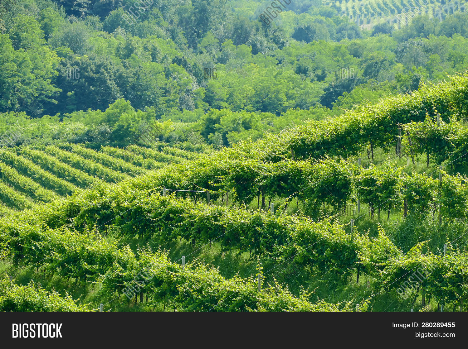 View Forest, Beautiful Image & Photo (Free Trial) | Bigstock