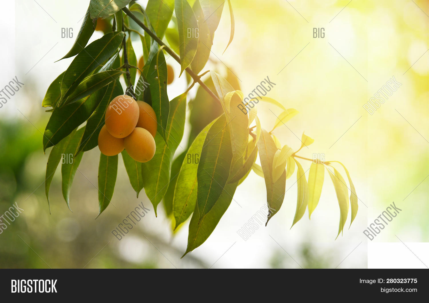 Plum Mango Tropical Image & Photo (Free Trial) | Bigstock