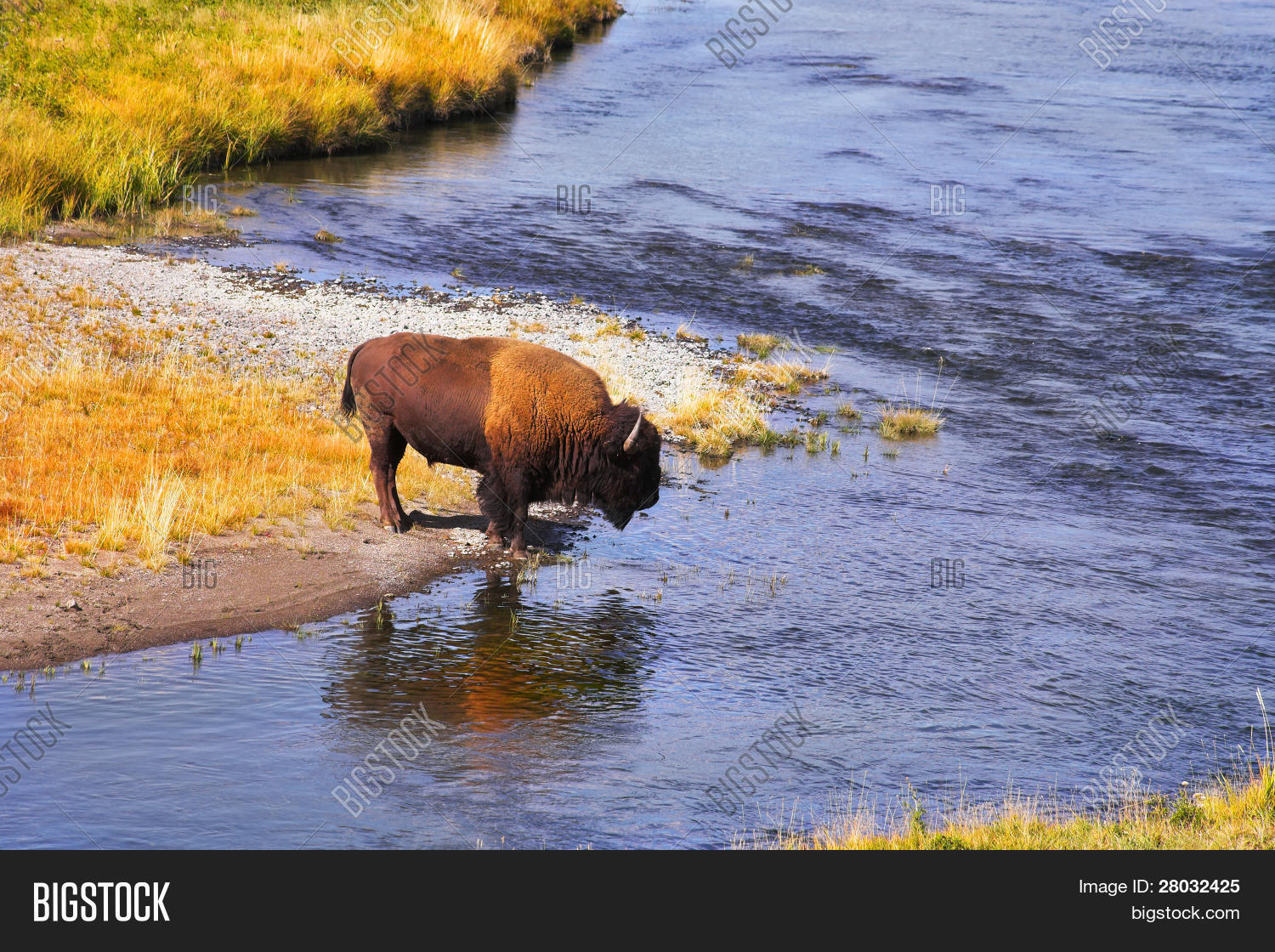 Bison Drinks Water Image & Photo (Free Trial) | Bigstock