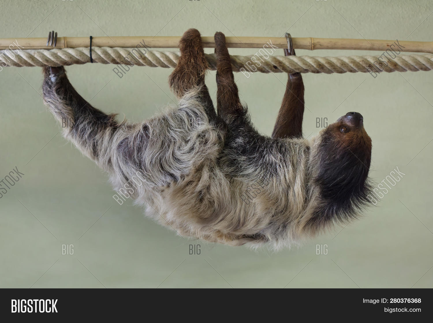 Linnaeus's Two-toed Image & Photo (Free Trial) | Bigstock