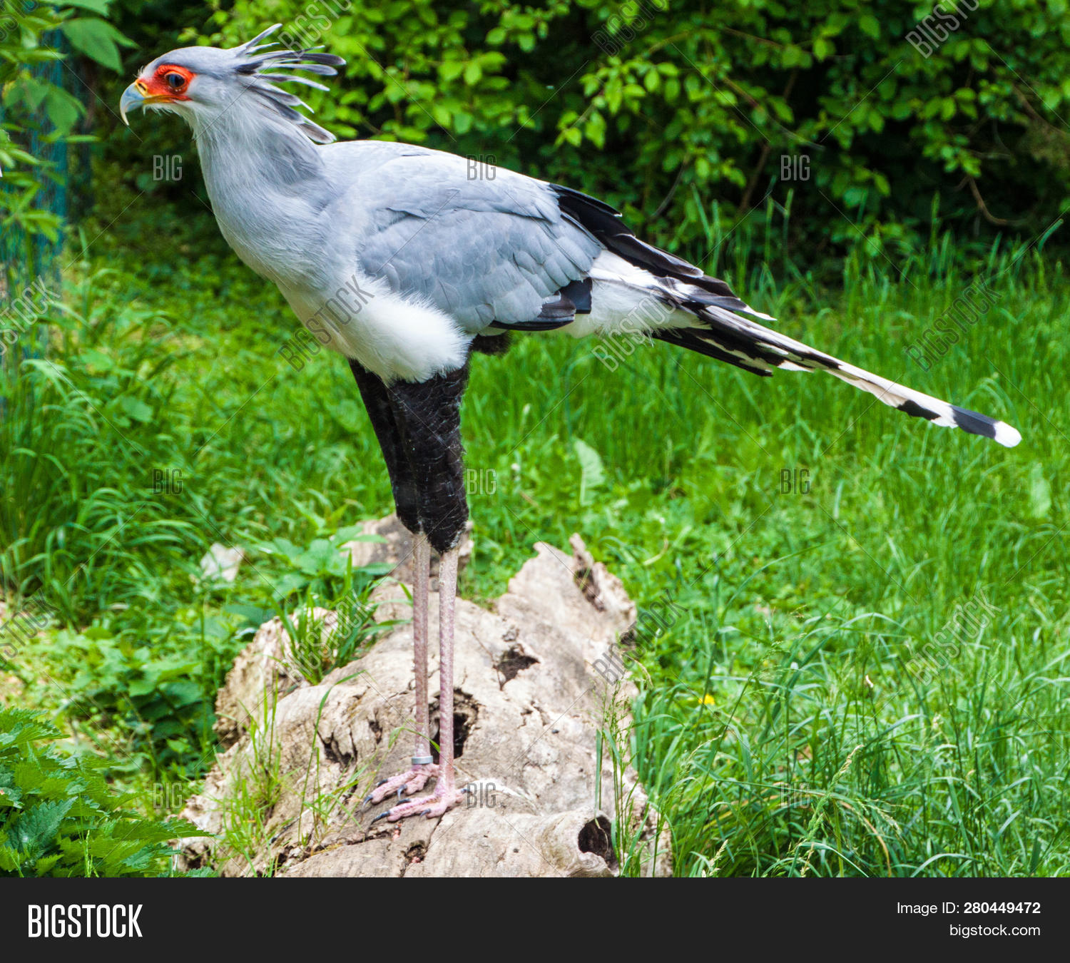 Imagen y foto Secretary Bird (prueba gratis) | Bigstock