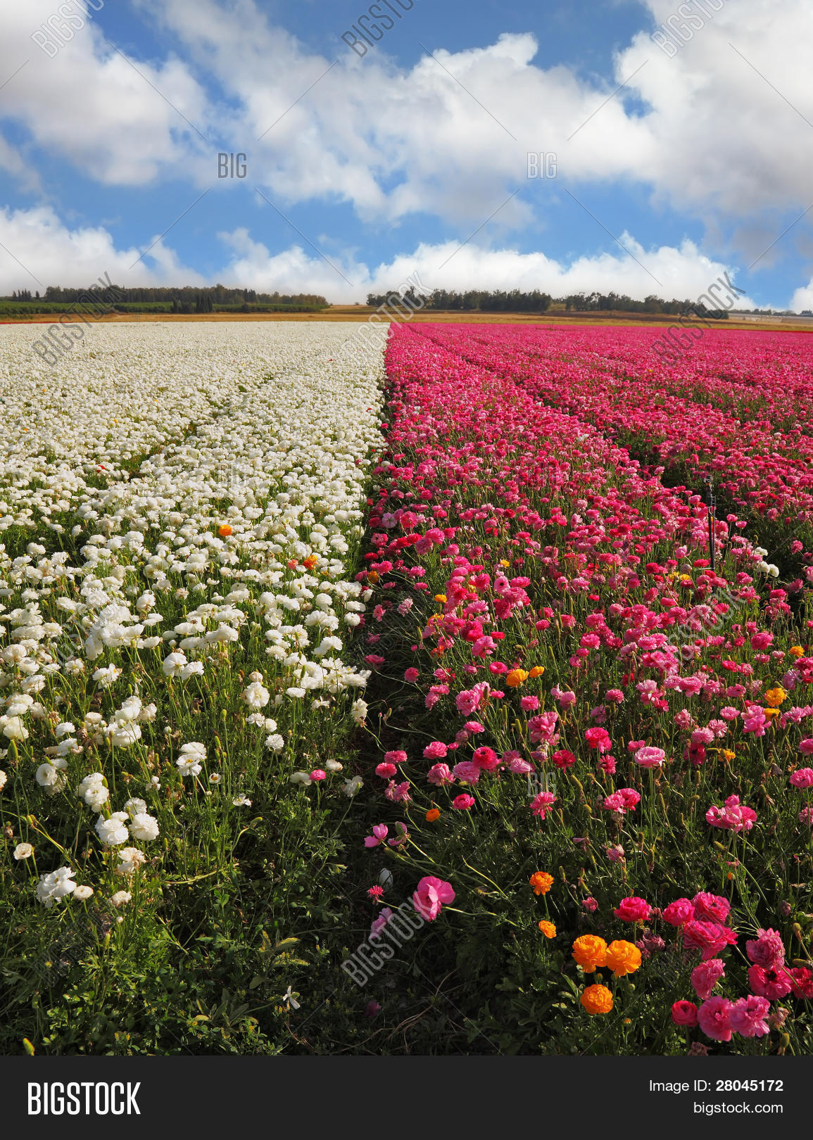 Flower Spring Israel. Image & Photo (Free Trial) | Bigstock