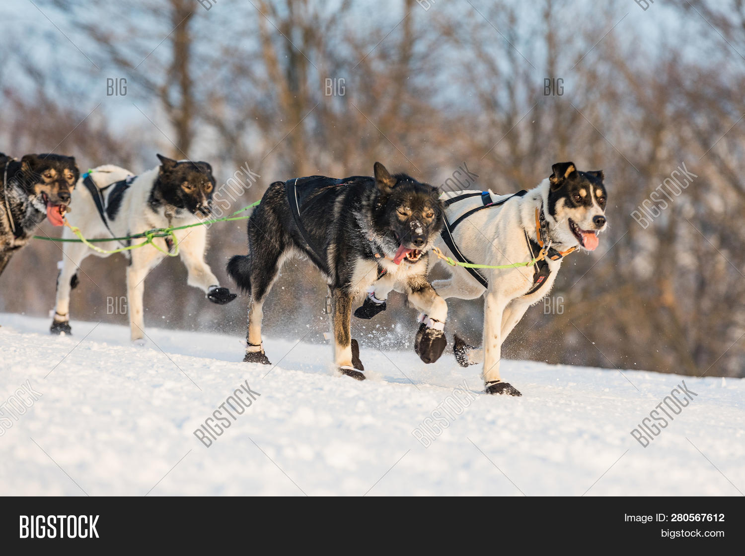 Husky Dogs Team Winter Image & Photo (Free Trial) | Bigstock