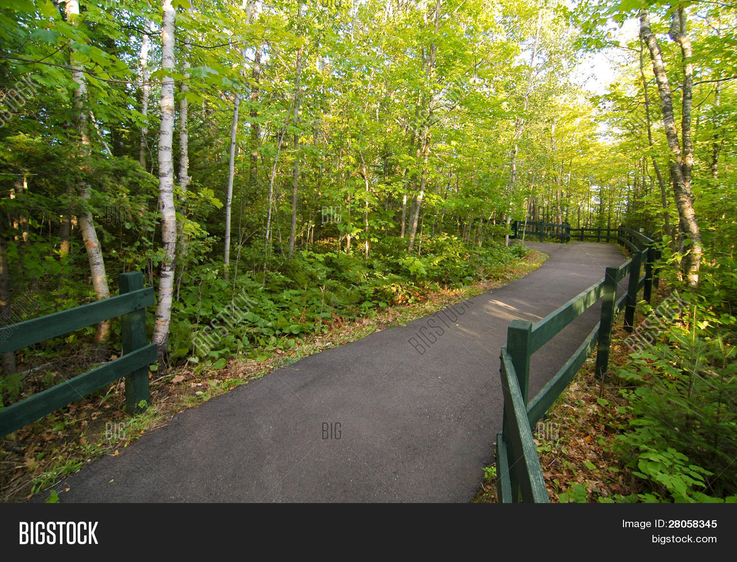 Trail Through Forest Image & Photo (Free Trial) | Bigstock