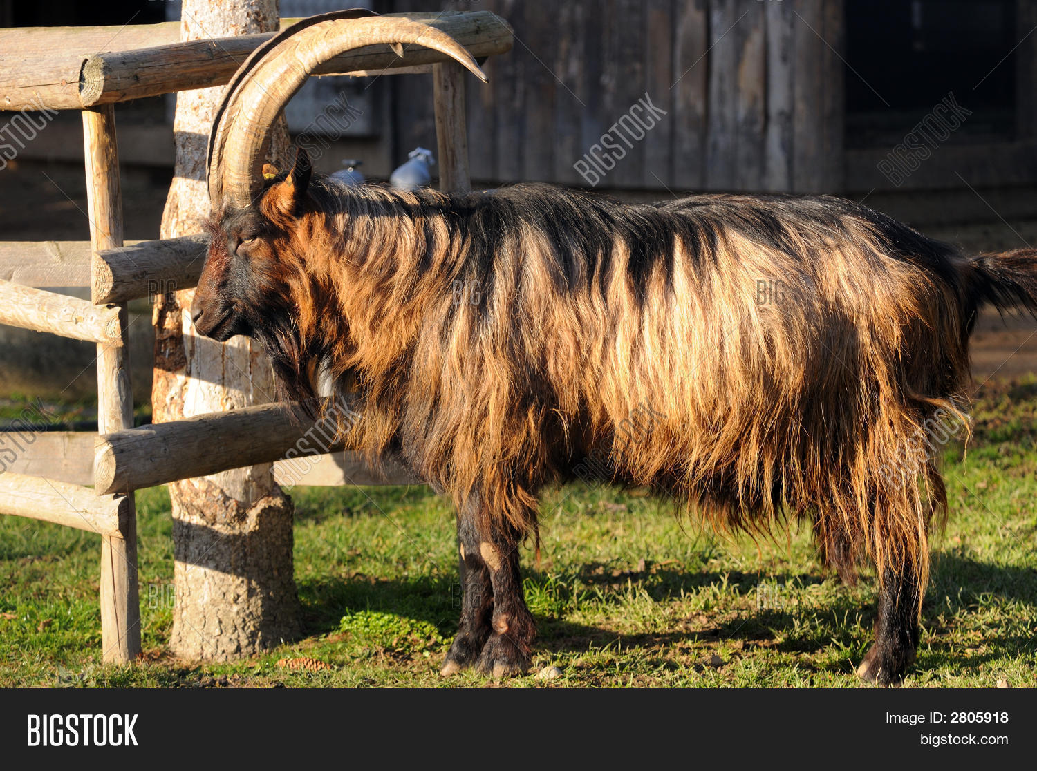 Booted Goat Image & Photo (Free Trial) | Bigstock