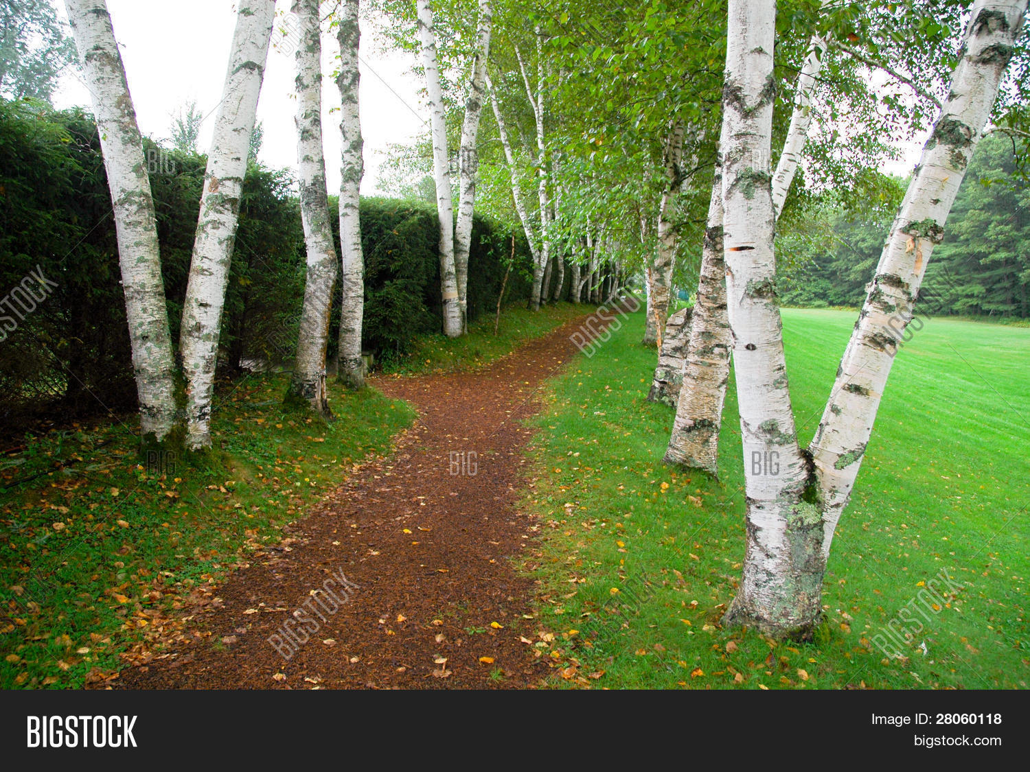 Tree Lined Path Image & Photo (Free Trial) | Bigstock