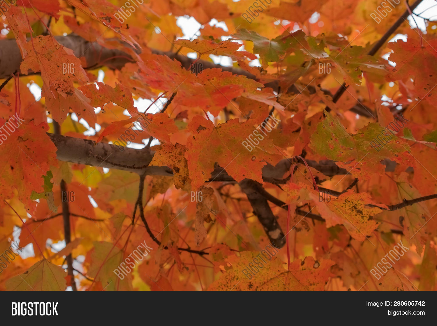 Bright Red Fall Image & Photo (Free Trial) | Bigstock