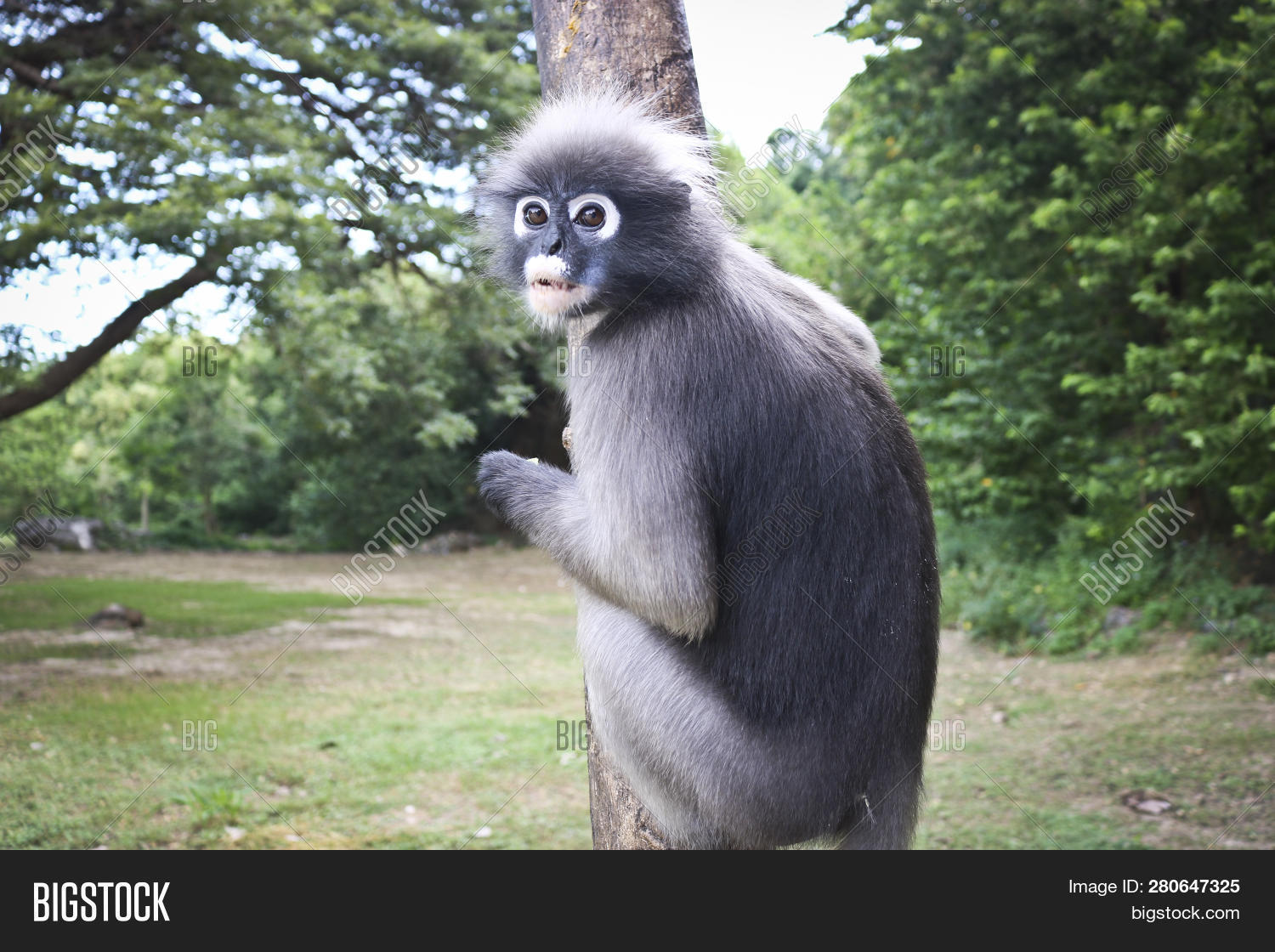 Funny Cute Monkeys Image & Photo (Free Trial) | Bigstock