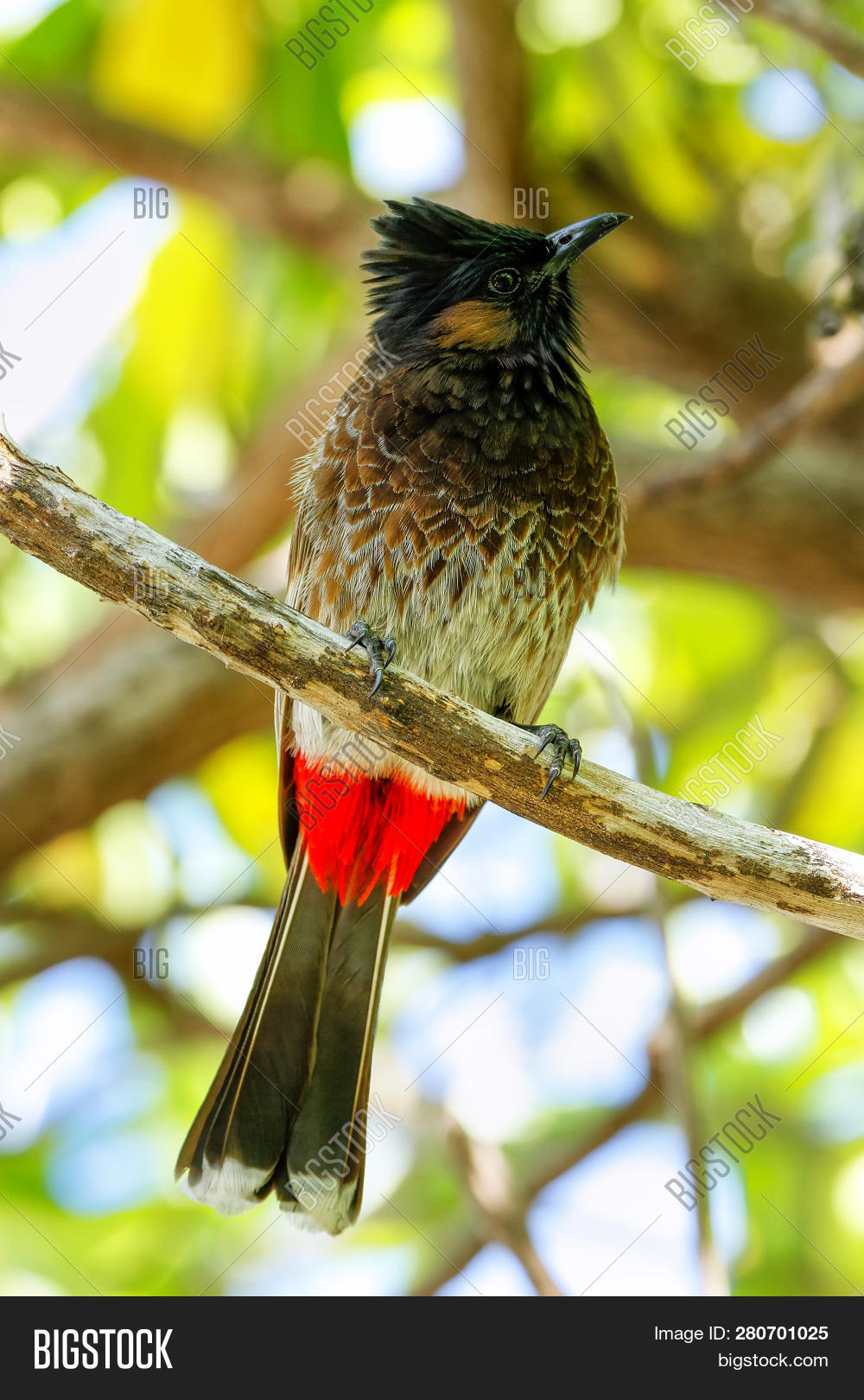 Red-vented Bulbul ( Image & Photo (Free Trial) | Bigstock