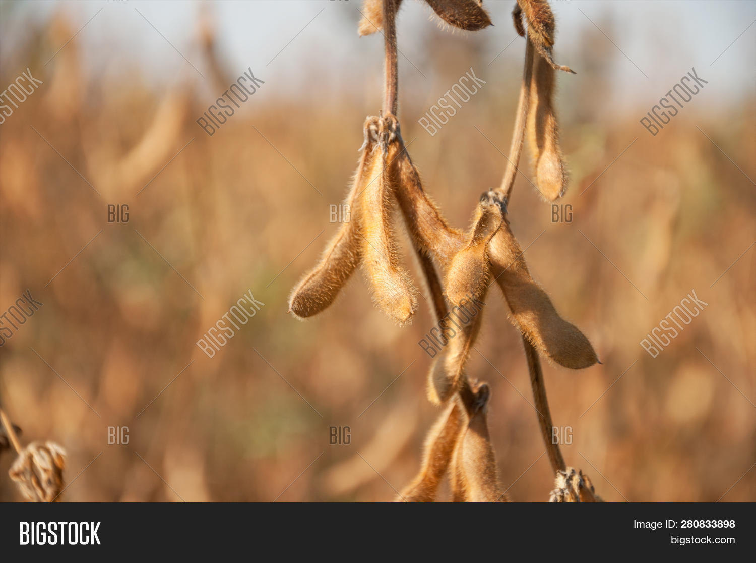 Ripe Soybean Pods On Image & Photo (Free Trial) | Bigstock