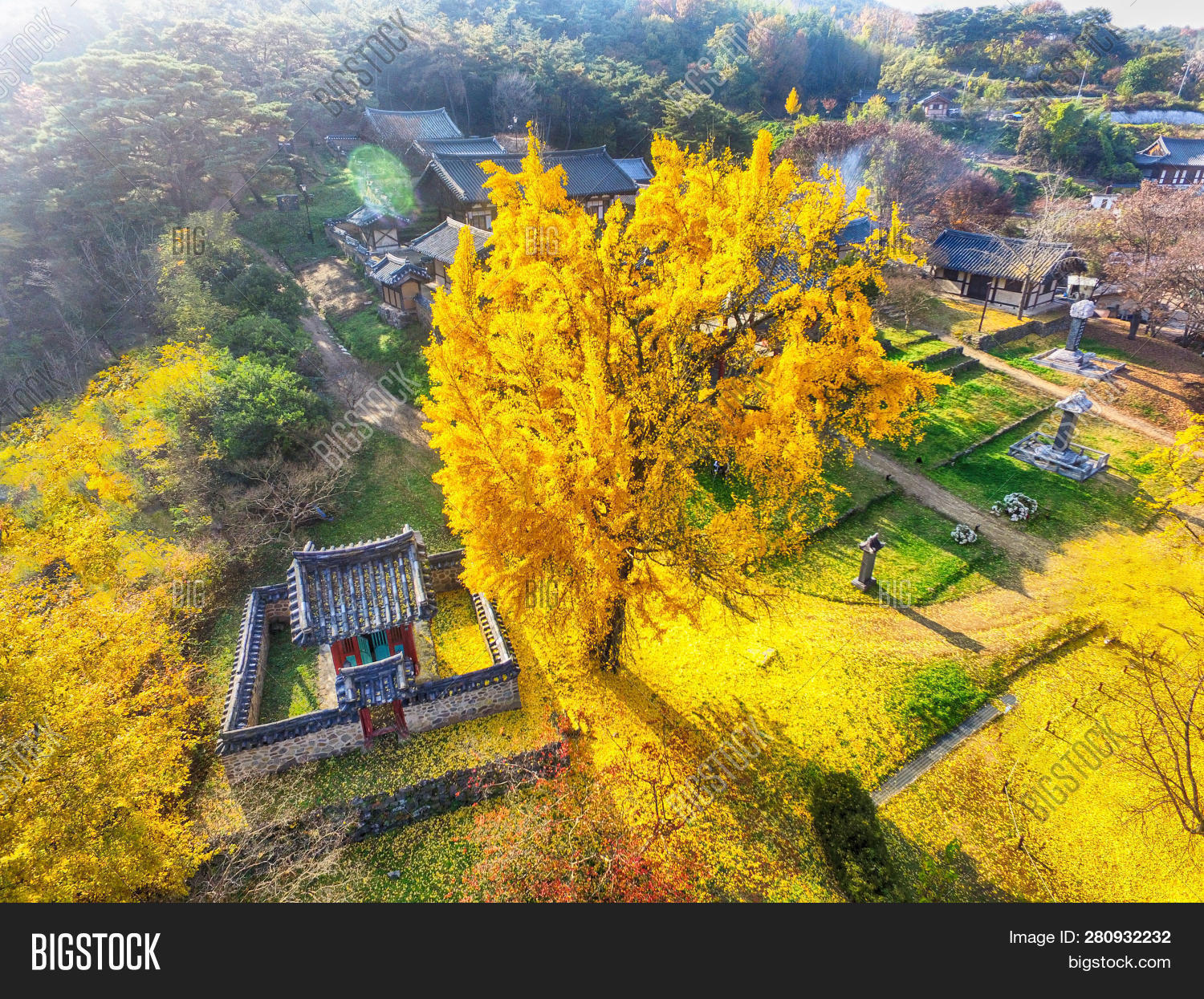 Big Old Ginkgo Tree Image & Photo (Free Trial) | Bigstock