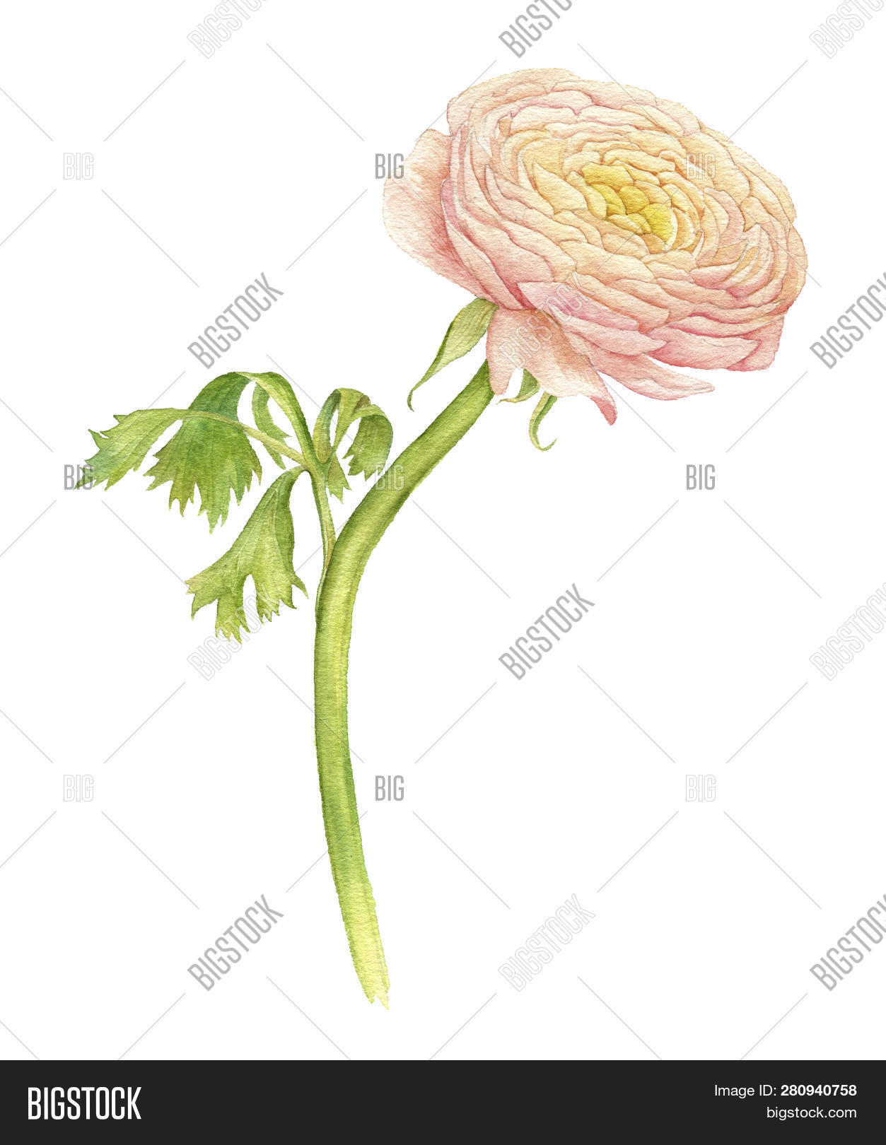 Watercolor Drawing Image & Photo (Free Trial) | Bigstock