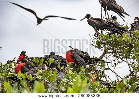 Frigate Birds Male Image & Photo (Free Trial) | Bigstock
