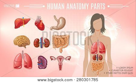 Cartoon Human Anatomy Vector & Photo (Free Trial) | Bigstock