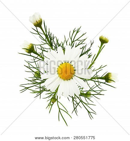 Daisy Flowers Buds Image & Photo (Free Trial) | Bigstock