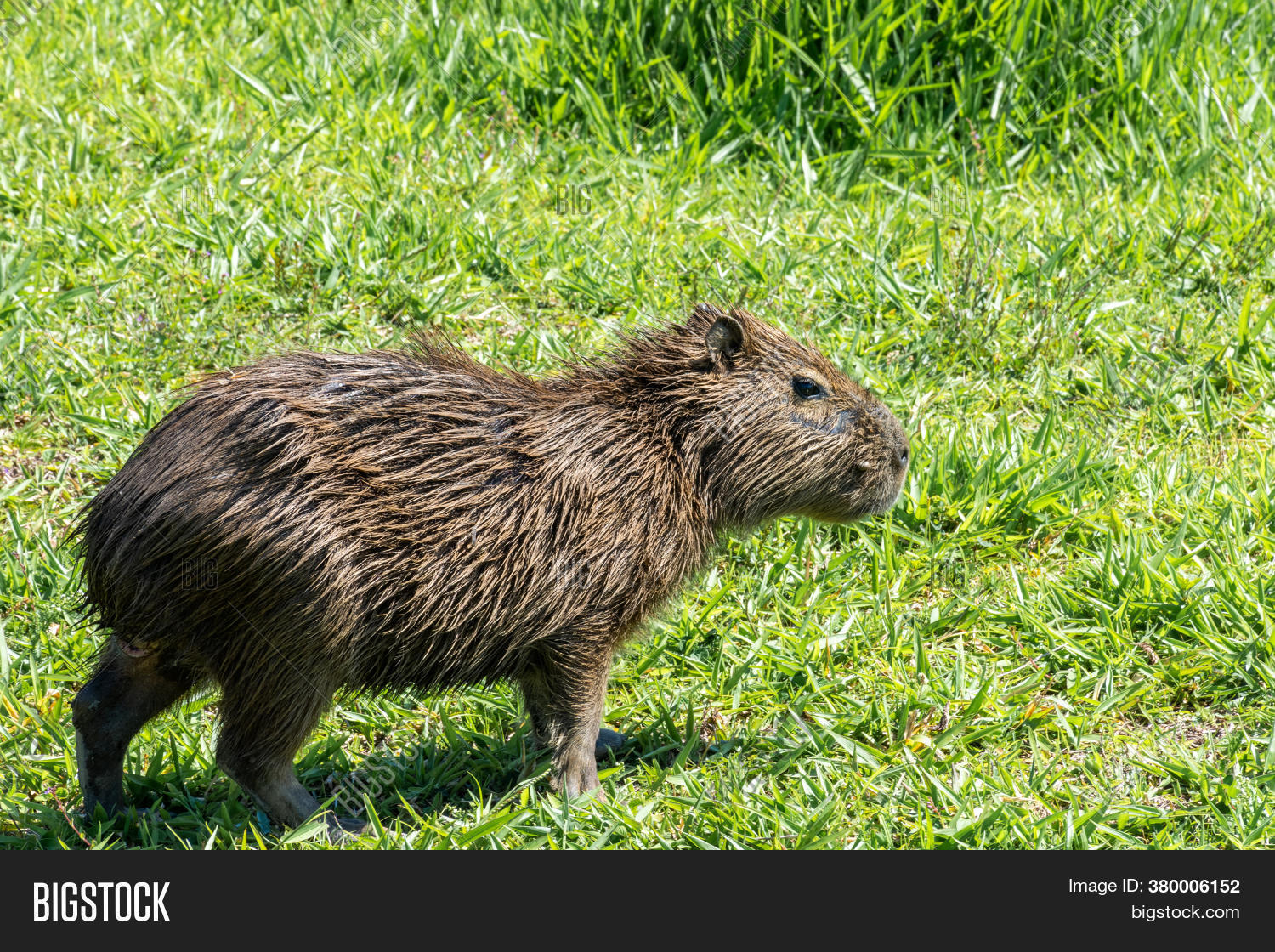 Capybara Walking Image & Photo (Free Trial) | Bigstock