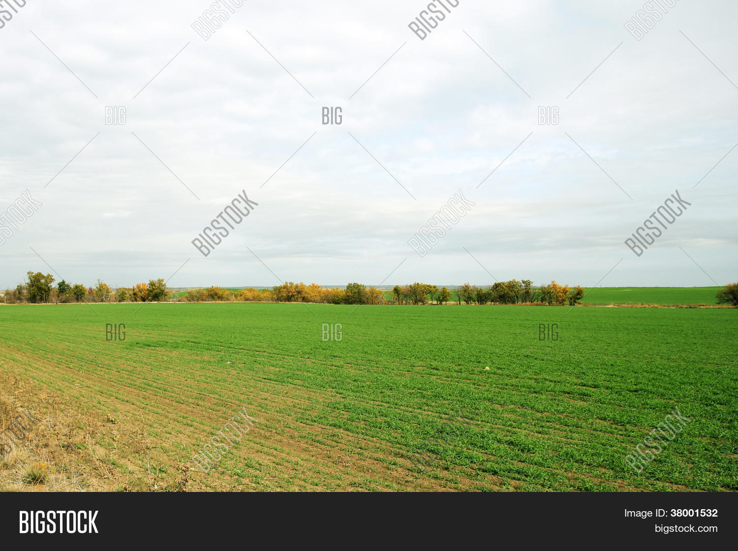 Green Plants On Field Image & Photo (Free Trial) | Bigstock