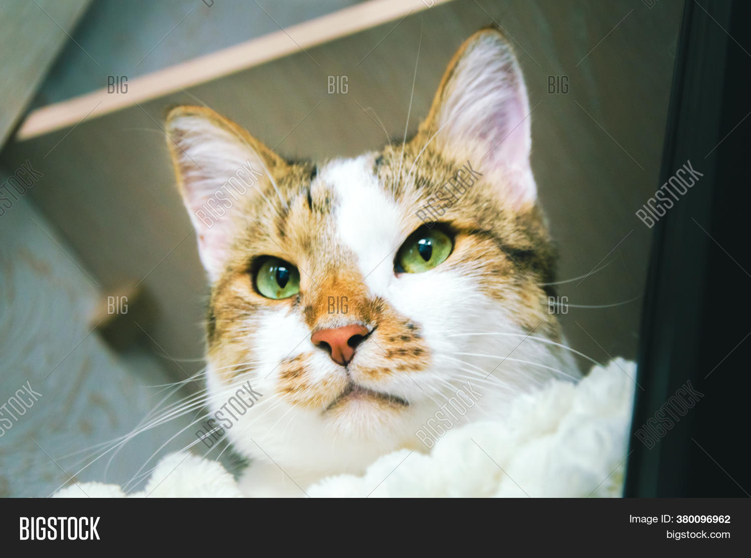 Cat Sits Looks Into Image & Photo (Free Trial) | Bigstock