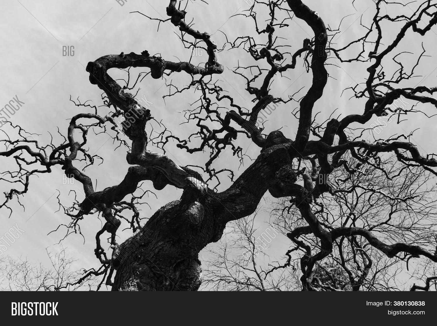 Old Bare Tree Curved Image & Photo (Free Trial) | Bigstock