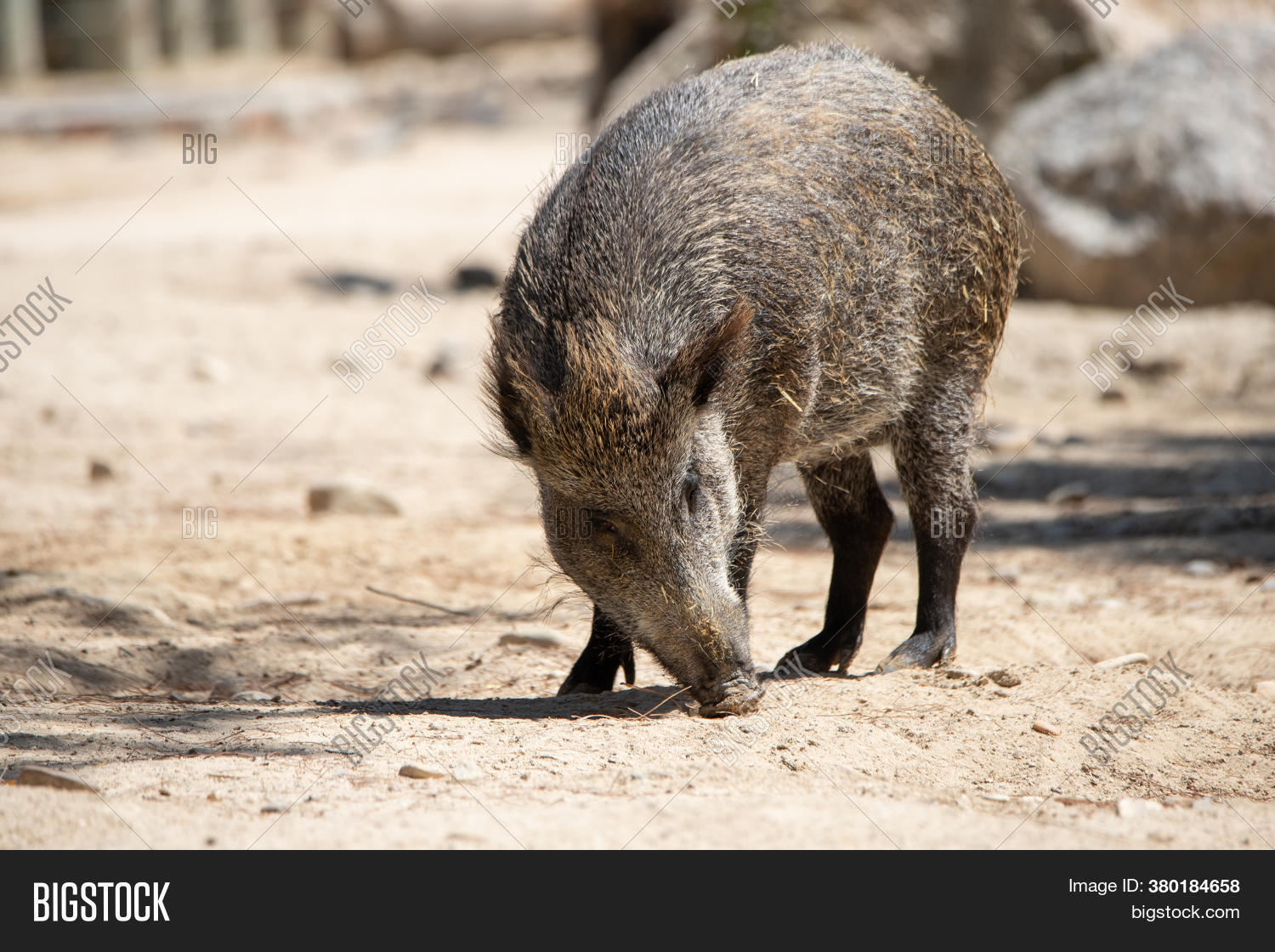 Portrait Wild Boar Image & Photo (Free Trial) | Bigstock