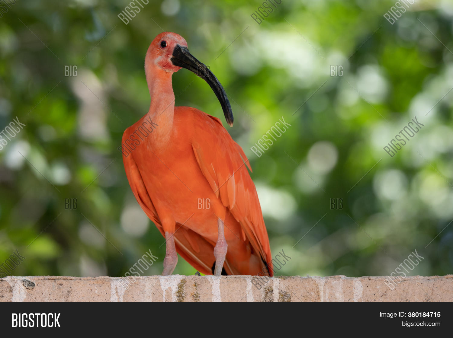 Beautiful Portrait Image & Photo (Free Trial) | Bigstock