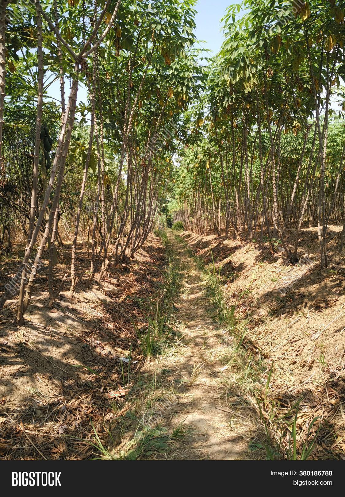 Field Cassava Trees Image & Photo (Free Trial) | Bigstock