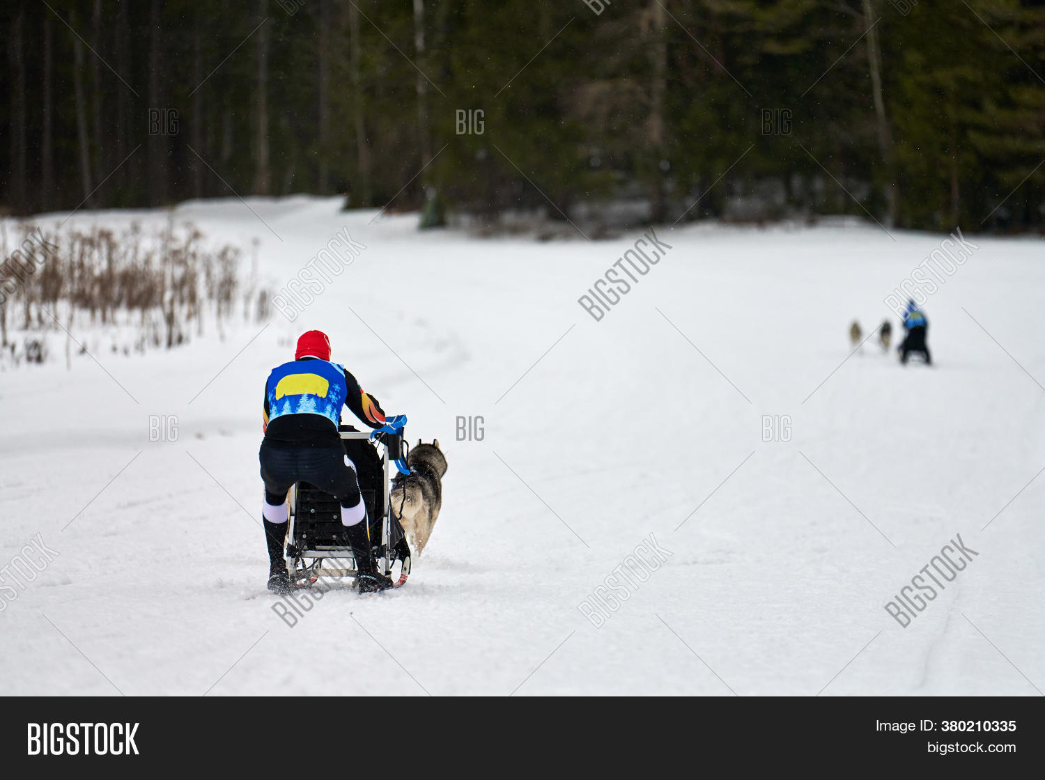 Husky Sled Dog Racing Image & Photo (Free Trial) | Bigstock