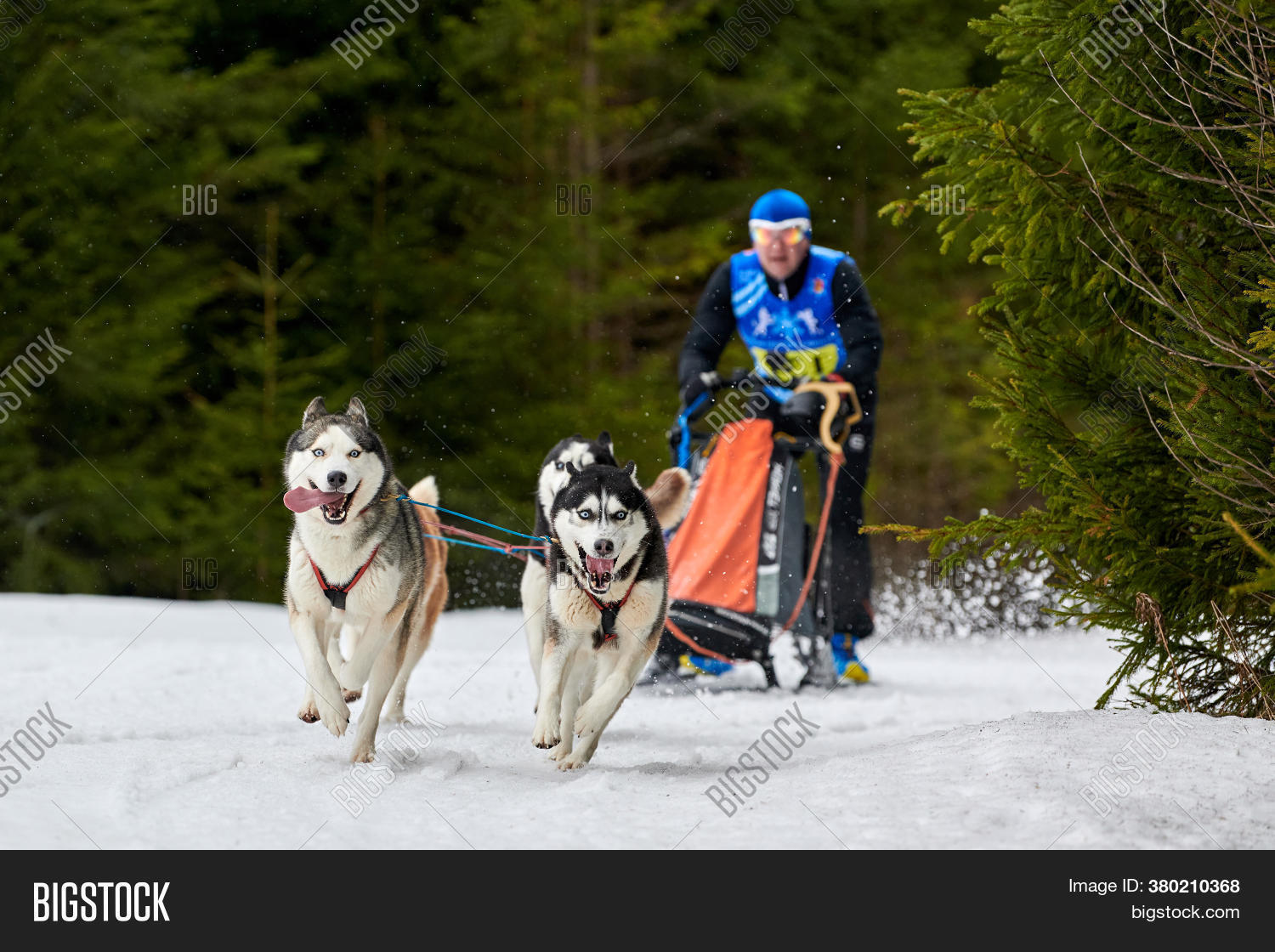 Husky Sled Dog Racing Image & Photo (Free Trial) | Bigstock